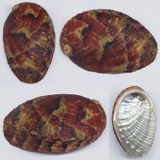 shellauction.net :: Haliotis diversicolor squamata - 3805642