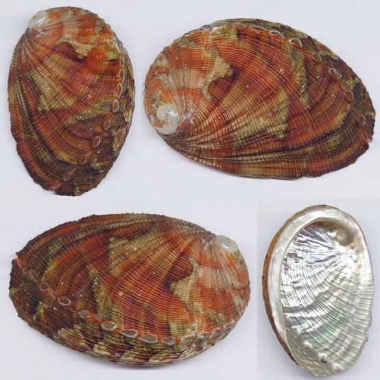 shellauction.net :: Haliotis diversicolor squamata - 3805646