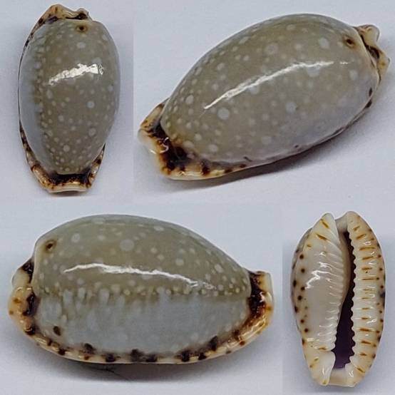 shellauction.net :: Naria labrolineata - 3805683