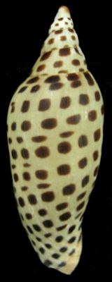shellauction.net :: Scaphella junonia elizabethae - 3805722