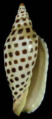 shellauction.net :: Scaphella junonia elizabethae - 3805722