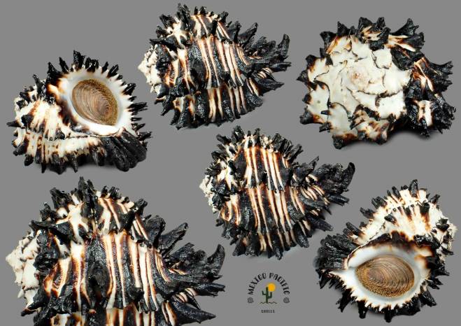 shellauction.net :: Muricanthus radix - 3805792