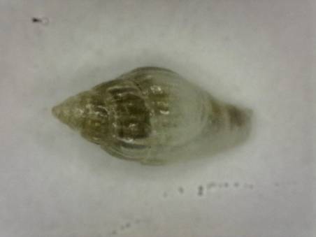 shellauction.net :: Mitrella species - 3805793