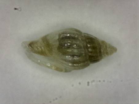 shellauction.net :: Mitrella species - 3805793