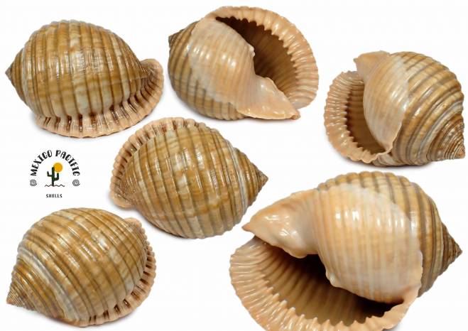 shellauction.net :: Malea ringens - 3805854