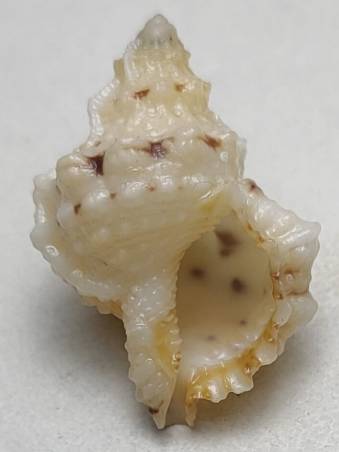 shellauction.net :: Bursa species - 3805927