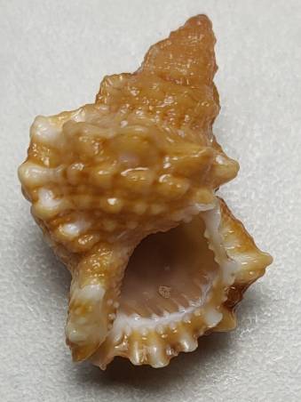 shellauction.net :: Bursa species - 3805929