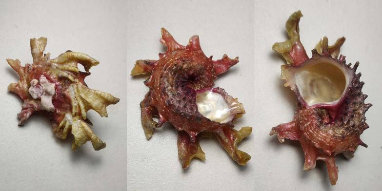 shellauction.net :: Angaria sp. - 3805934