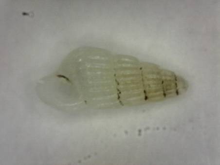 shellauction.net :: Rissoa species - 3805935