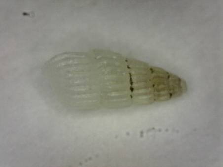 shellauction.net :: Rissoa species - 3805935