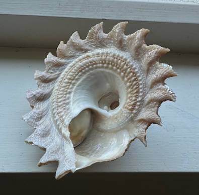 shellauction.net :: Astraea heliotropium - 3805941