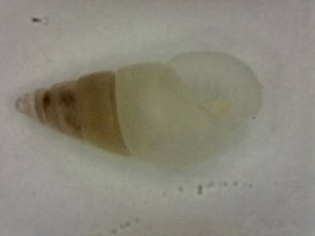 shellauction.net :: Rissoa species - 3805954