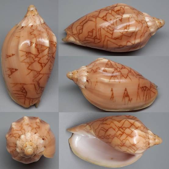 shellauction.net :: Cymbiola mariaemma - 3805980