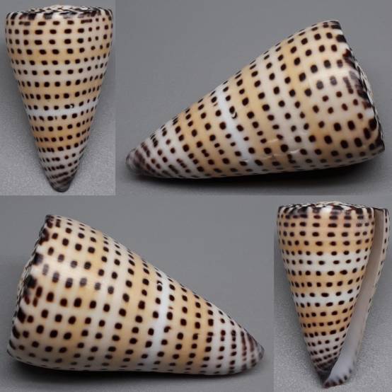 shellauction.net :: Conus litteratus - 3806241
