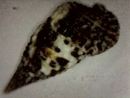 shellauction.net :: Cerithium species - 3806338