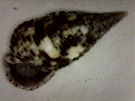 shellauction.net :: Cerithium species - 3806338