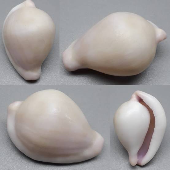 shellauction.net :: Ovula costellata - 3806560