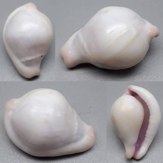 shellauction.net :: Ovula costellata - 3806561