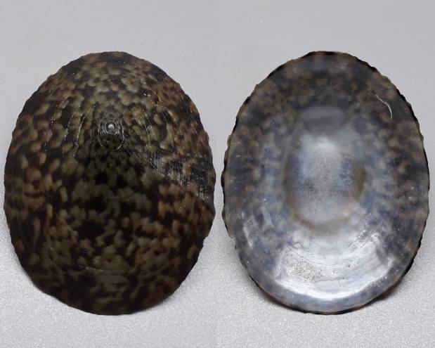 shellauction.net :: Patella testudinaria - 3806603