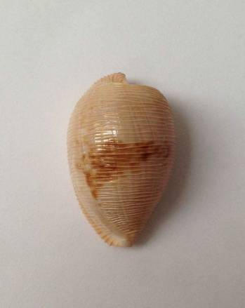 shellauction.net :: Cypraea capensis gonubiensis - 3806607
