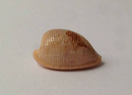 shellauction.net :: Cypraea capensis gonubiensis - 3806607