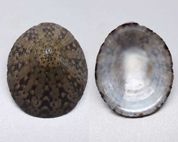 shellauction.net :: Patella testudinaria - 3806608