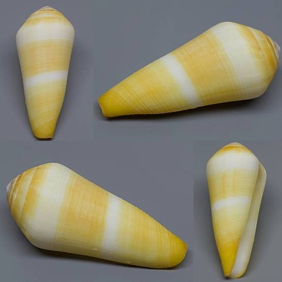 shellauction.net :: Conus terebra - 3806676