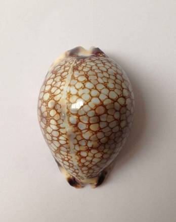 shellauction.net :: Cypraea histrio westralis - 3806724