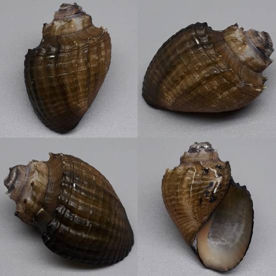 shellauction.net :: Thiara cancellata - 3806776