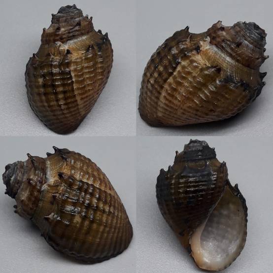 shellauction.net :: Thiara cancellata - 3806795