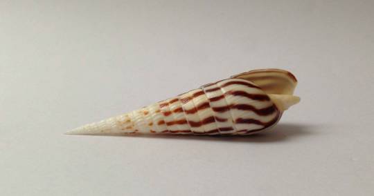 shellauction.net :: Terebra strigata - 3806843