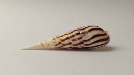 shellauction.net :: Terebra strigata - 3806843