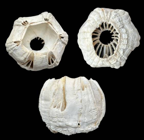 shellauction.net :: Coronula diadema - 3806935