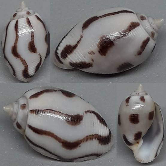 shellauction.net :: Acteon virgatus - 3806980
