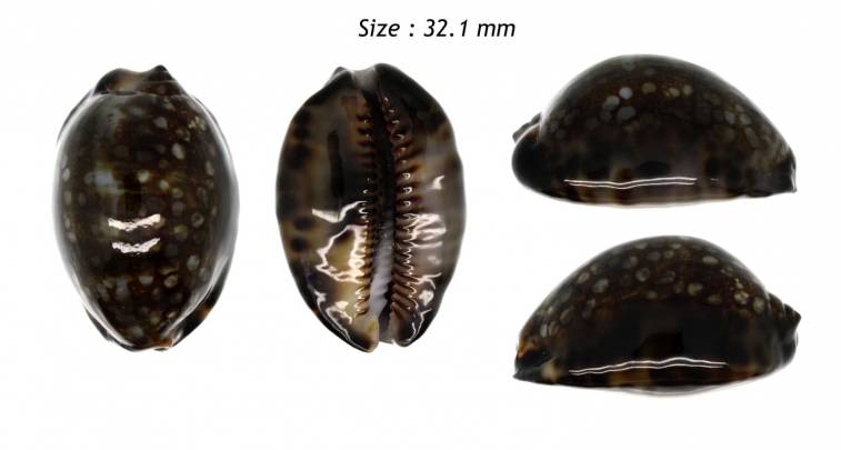 shellauction.net :: Mauritia maculifera andreae - 3807344