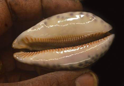 shellauction.net :: Mauritia arabica - 3807401