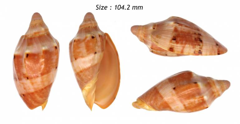 shellauction.net :: Cymbiola malayensis - 3807449
