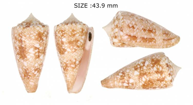 shellauction.net :: Conus glorioceanus - 3807607
