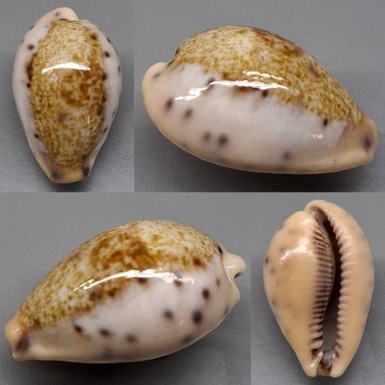 shellauction.net :: Contradusta walkeri - 3807679