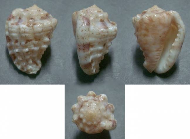 shellauction.net :: Morum ponderosum - 3807825