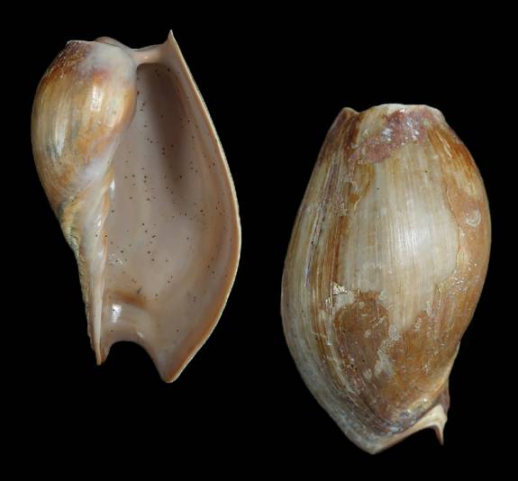 shellauction.net :: Cymbium pachyus - 3807828