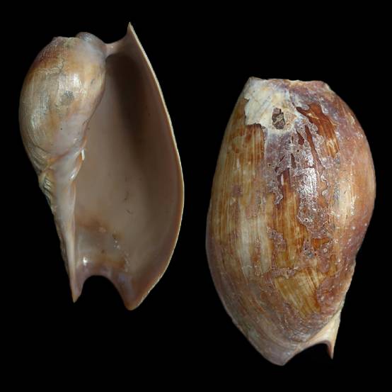 shellauction.net :: Cymbium pachyus - 3807829