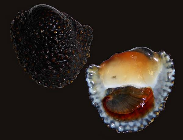 shellauction.net :: Neritona granosa - 3808104