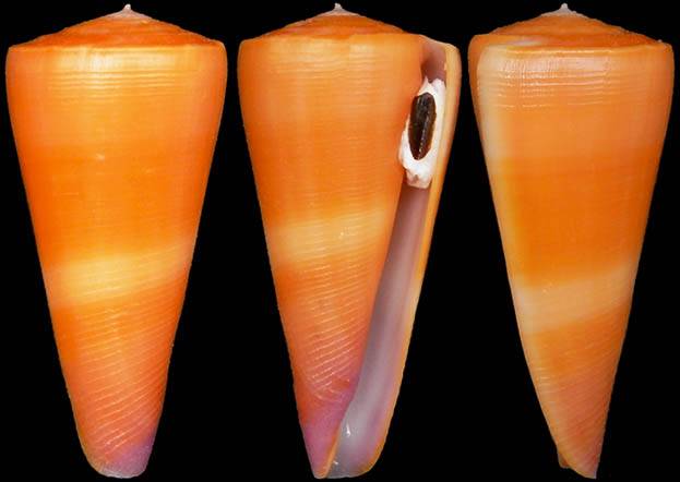 shellauction.net :: Conus kintoki - 3808421