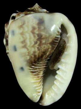 shellauction.net :: Cassis flammea - 3808456