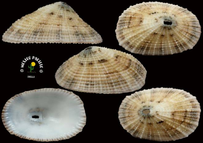shellauction.net :: Diodora saturnalis - 3808670