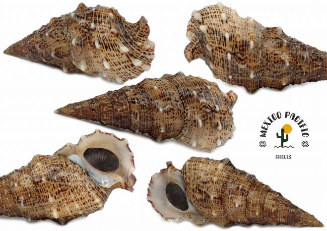 shellauction.net :: Cerithium sepcies - 3808740