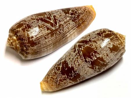 shellauction.net :: Conus (Textilia) vicweei - 3808903