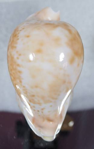 shellauction.net :: Umbilia hesitata - 3809141