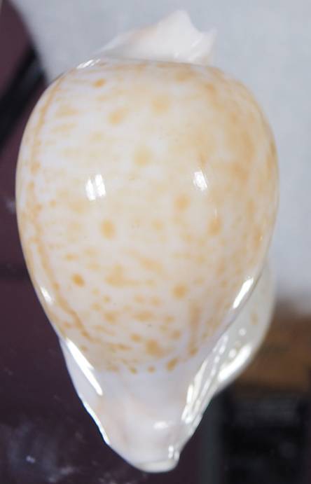 shellauction.net :: Umbilia hesitata - 3809154